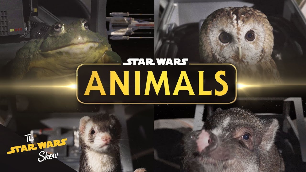 Star Wars Animals "The Trench Run" - Fantha Tracks | Daily Star Wars News