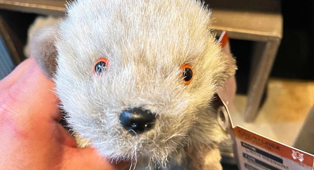 Galaxy's Edge: Lava Meercat wants adopting - Fantha Tracks | Daily Star ...